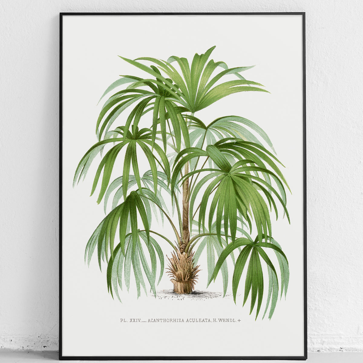 Palm tree - poster – Poster Polytechnic