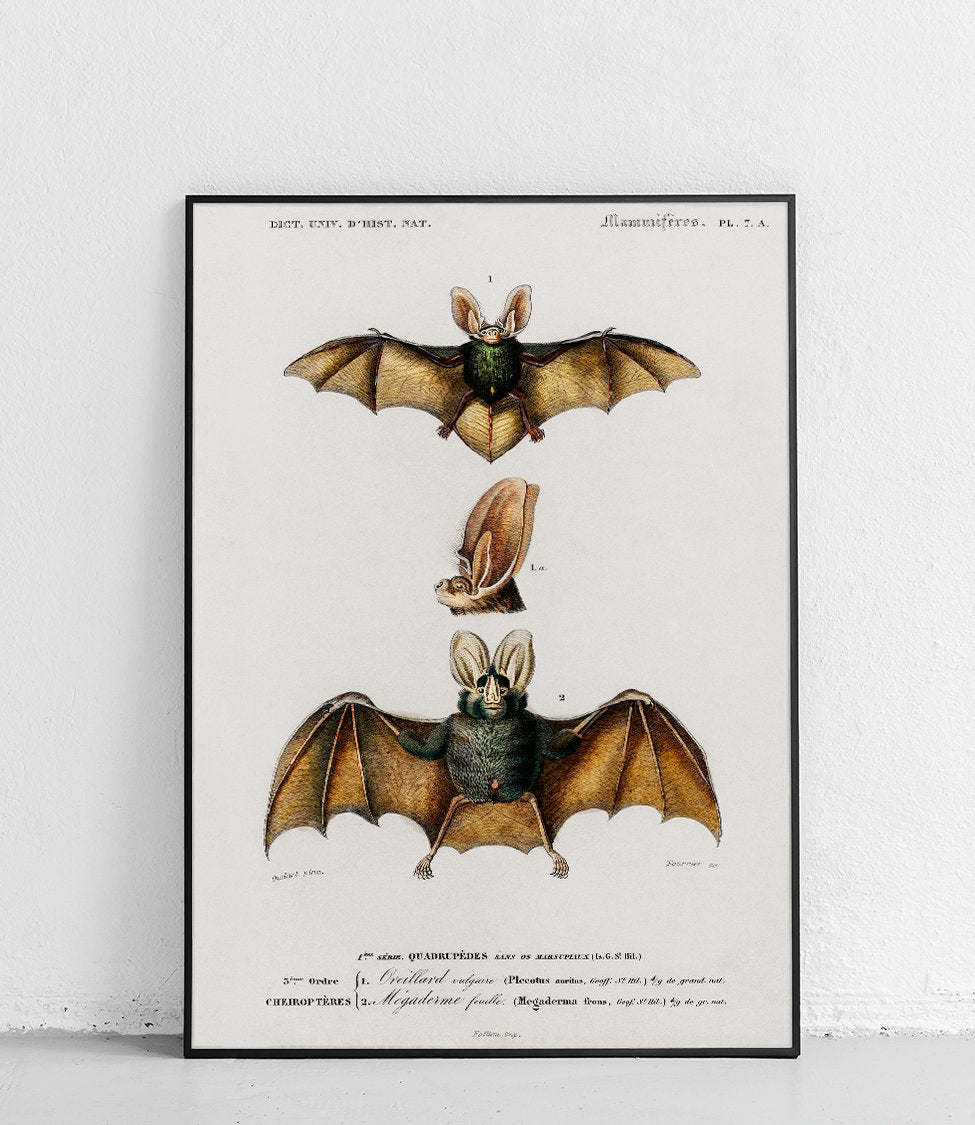 Brown long-eared bat - poster – Poster Polytechnic