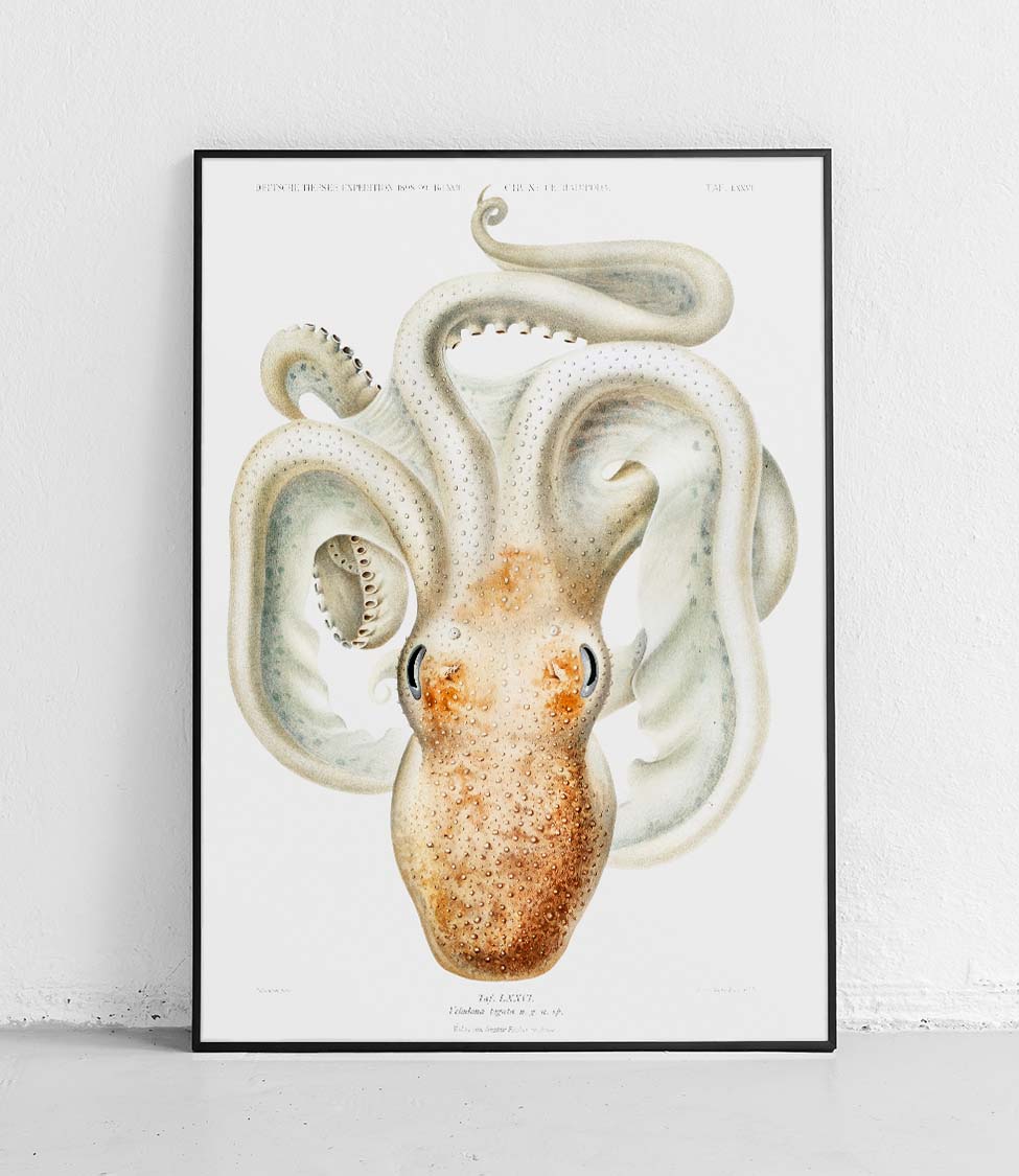 Velona the Octopus - poster – Poster Polytechnic