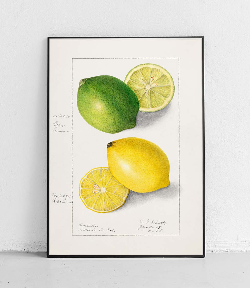 Lemon 2 - poster – Poster Polytechnic