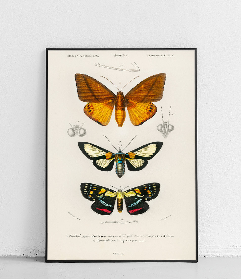 Moths - poster – Poster Polytechnic