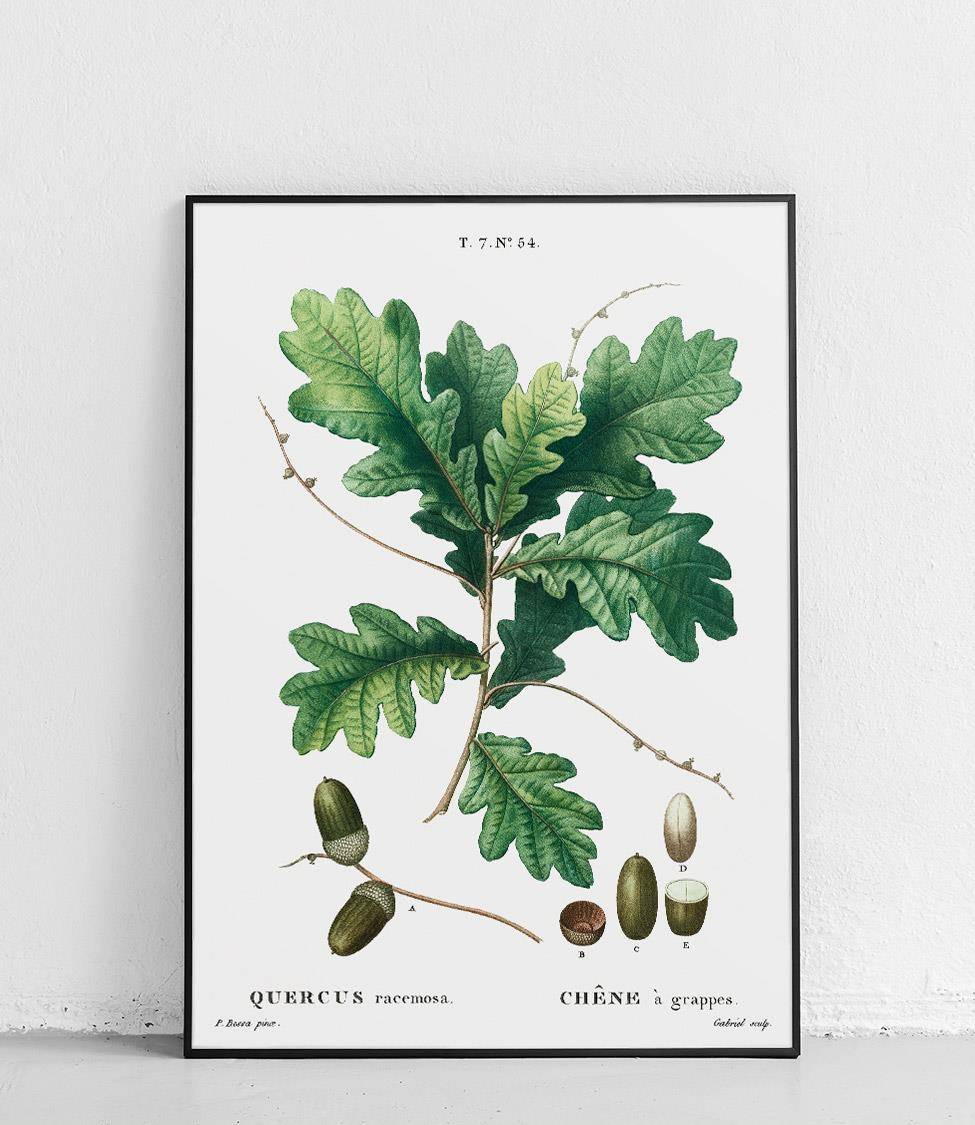 English Oak Botanical Poster Redouté – Poster Polytechnic