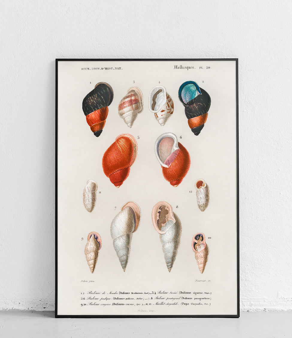 Bulimus Molluscs - poster – Poster Polytechnic