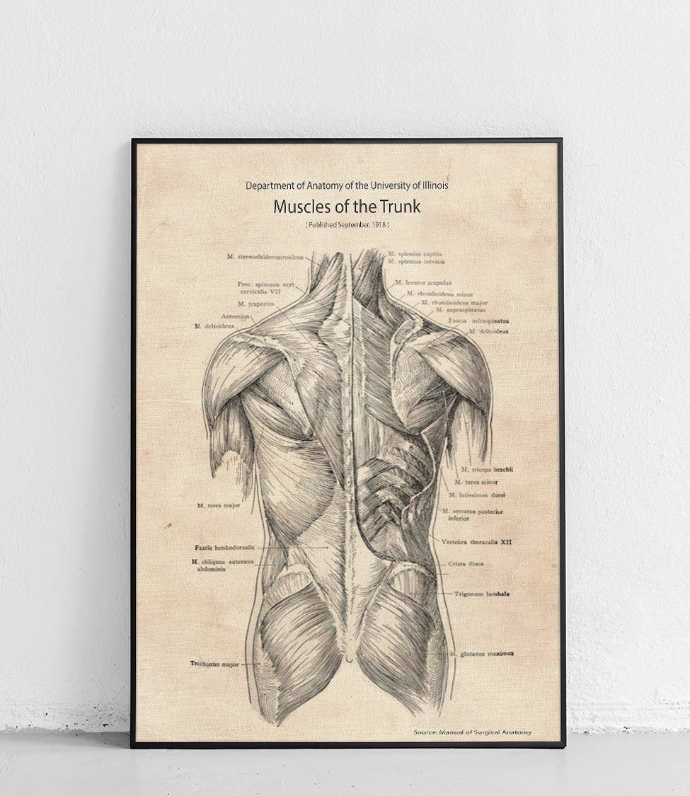 Trunk muscles posterior structure - poster – Poster Polytechnic