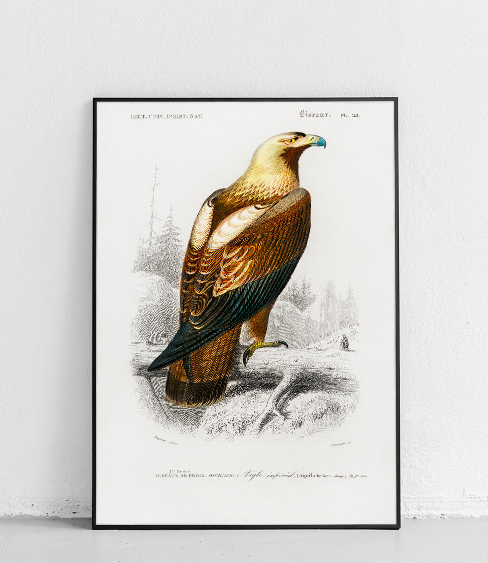 Imperial Eagle - poster – Poster Polytechnic