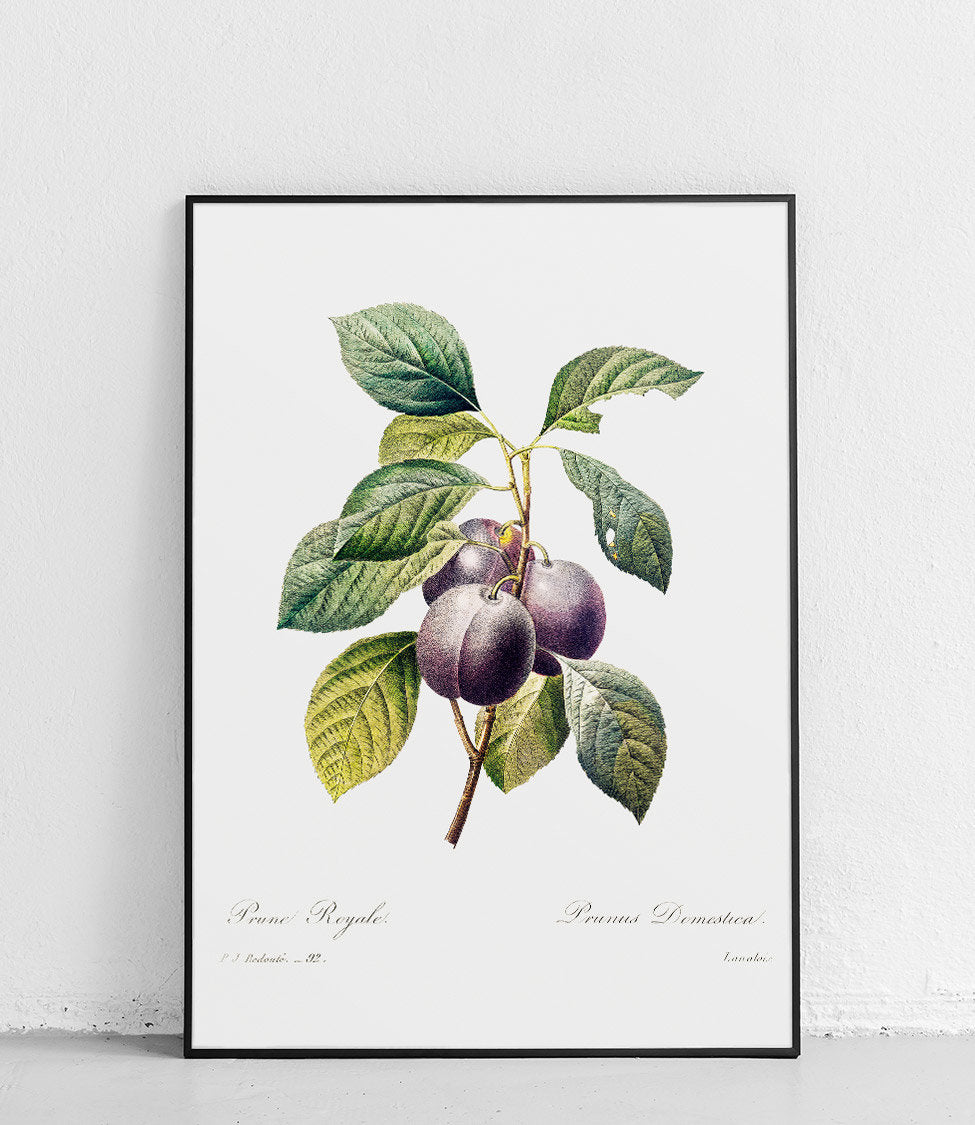 Plum tree - poster – Poster Polytechnic