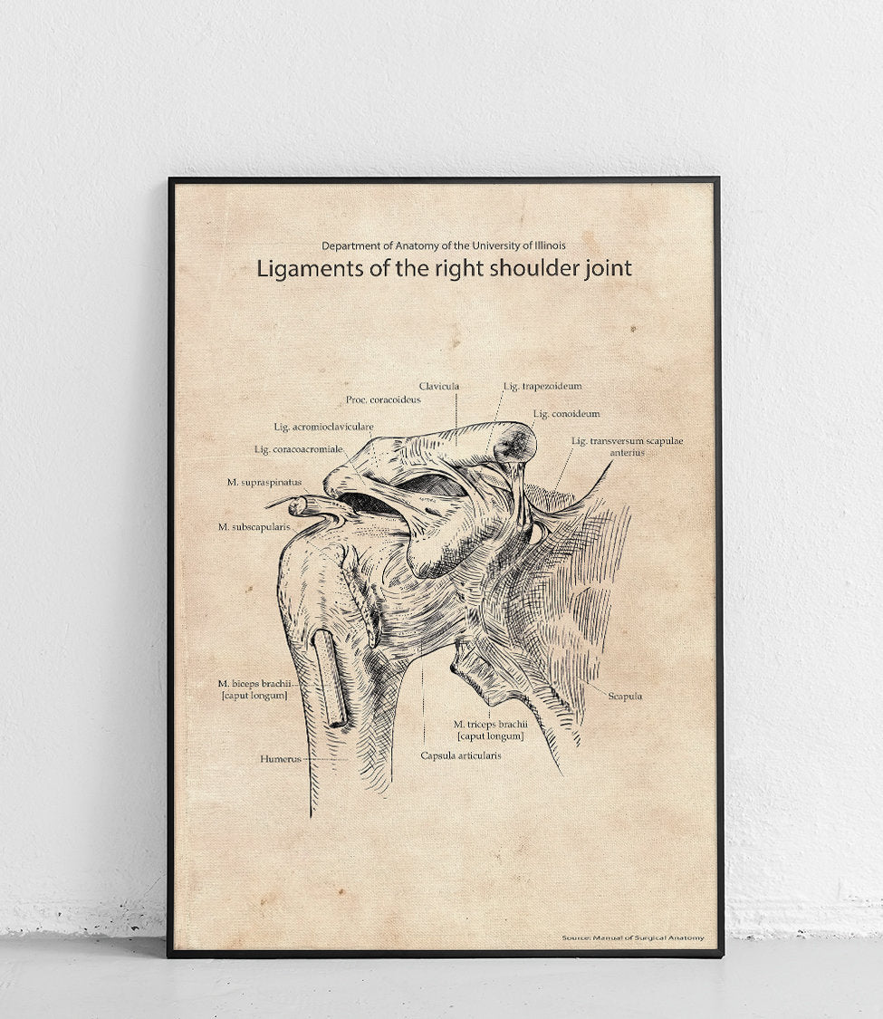 Ligaments of the right shoulder joint - poster – Poster Polytechnic
