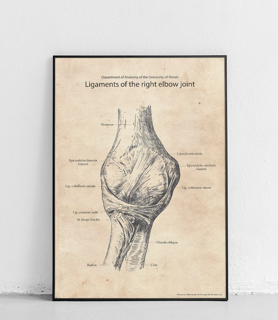 Anatomical Poster of the Elbow Joint Ligament – Poster Polytechnic